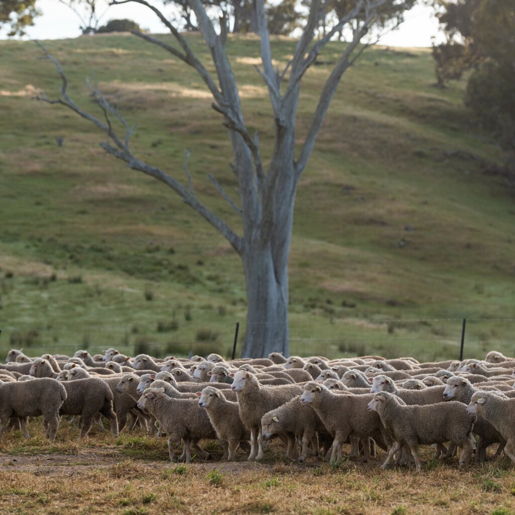 Gundagai launches new lamb grid for IMF, Yield & Animal Health ...